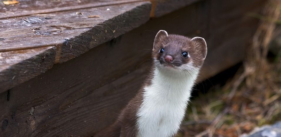 Schlagbaum - Gunfinder