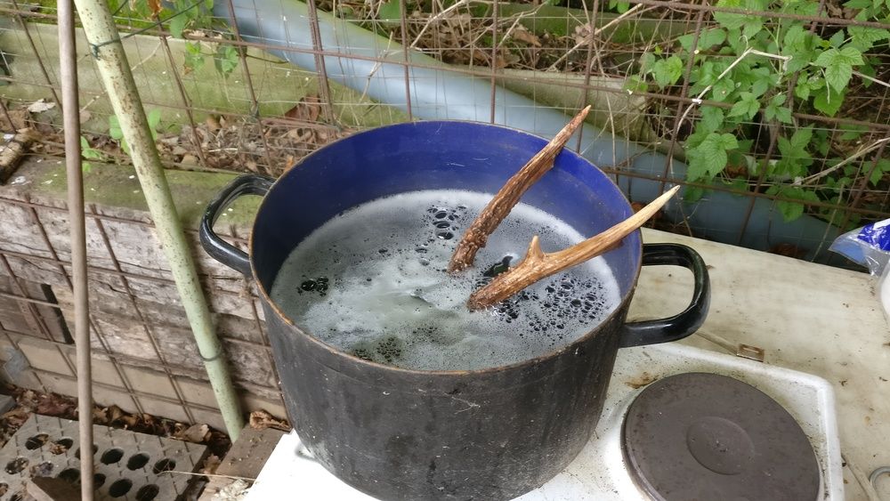 Böcke abkochen - Die Express-Methode - Böcke abkochen - Die Express-Methode