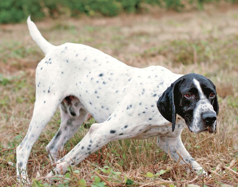 Breed Profile: French Pointer - Gunfinder