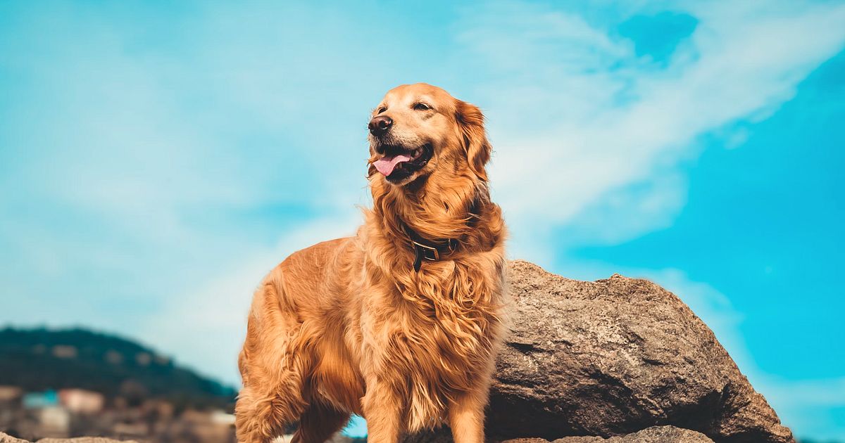 Golden Retriever - alle Infos zur beliebten Hunderasse - Gunfinder