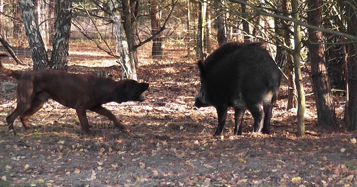 Breed Profile: Hanoverian Bloodhound - Gunfinder