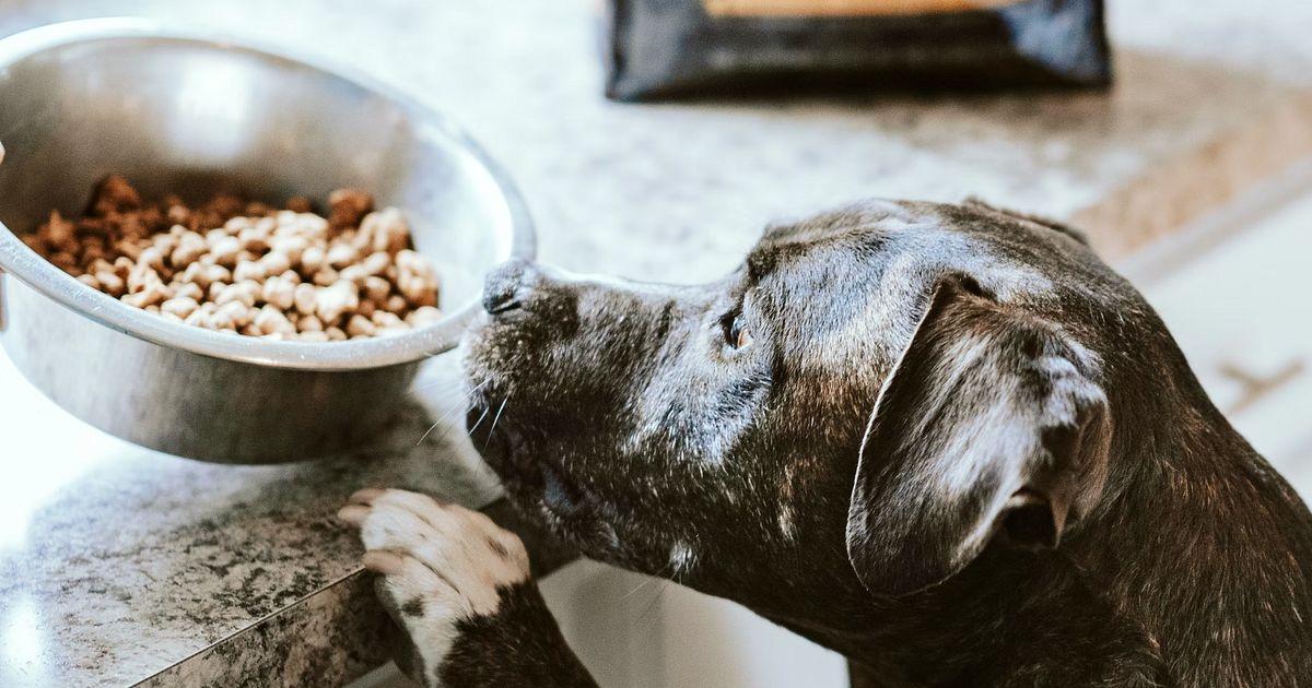 Dry food, wet food or BARF - what is the best? - Gunfinder