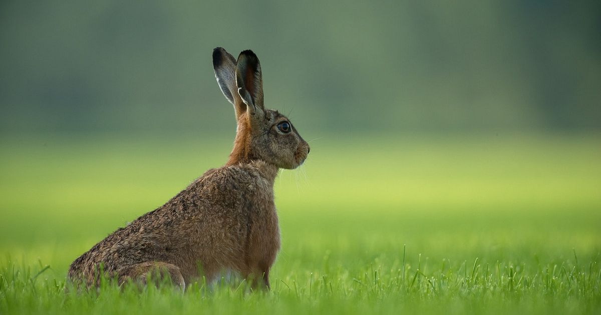 Niederwild - Gunfinder