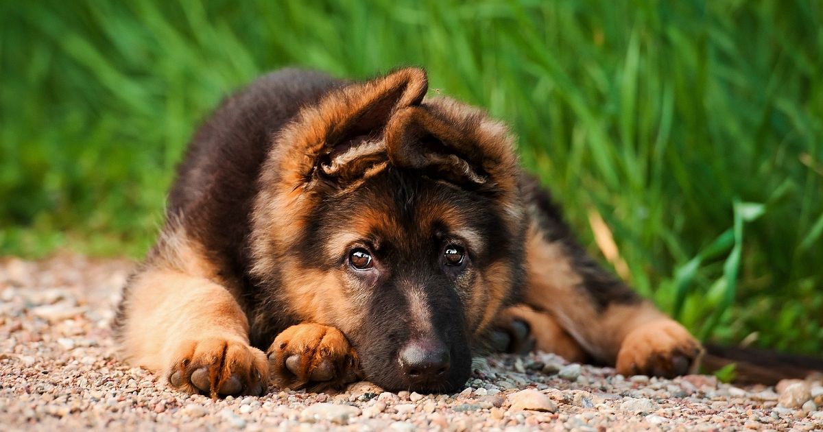 Breed Profile: German Shepherd - Gunfinder