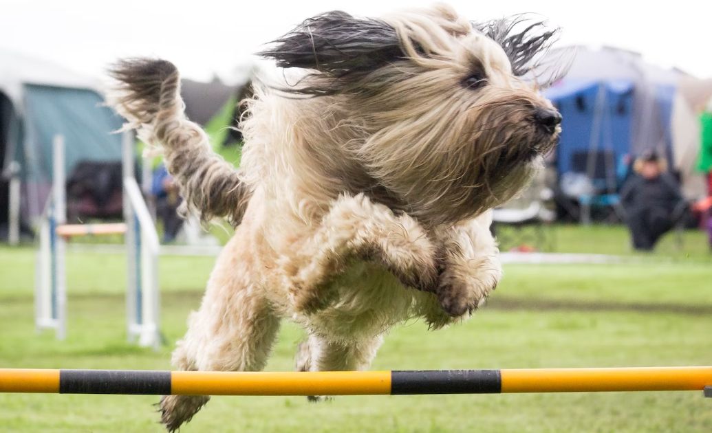 Cavaletti Training - what is this dog sport about? - Gunfinder