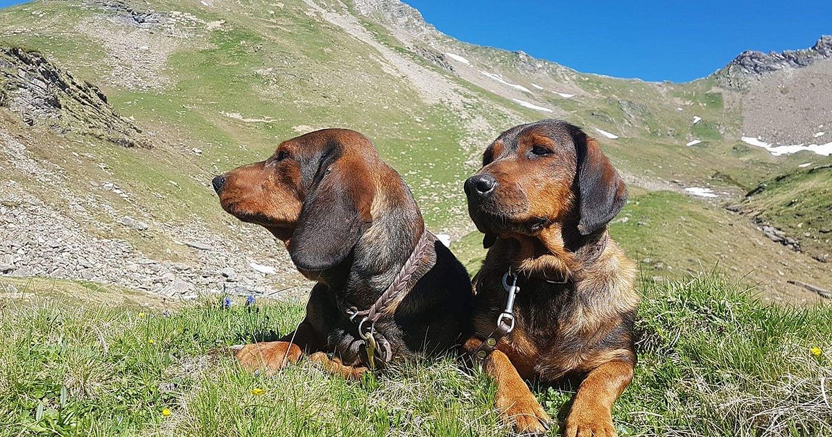 Breed Profile: Alpine Dachsbracke - Gunfinder
