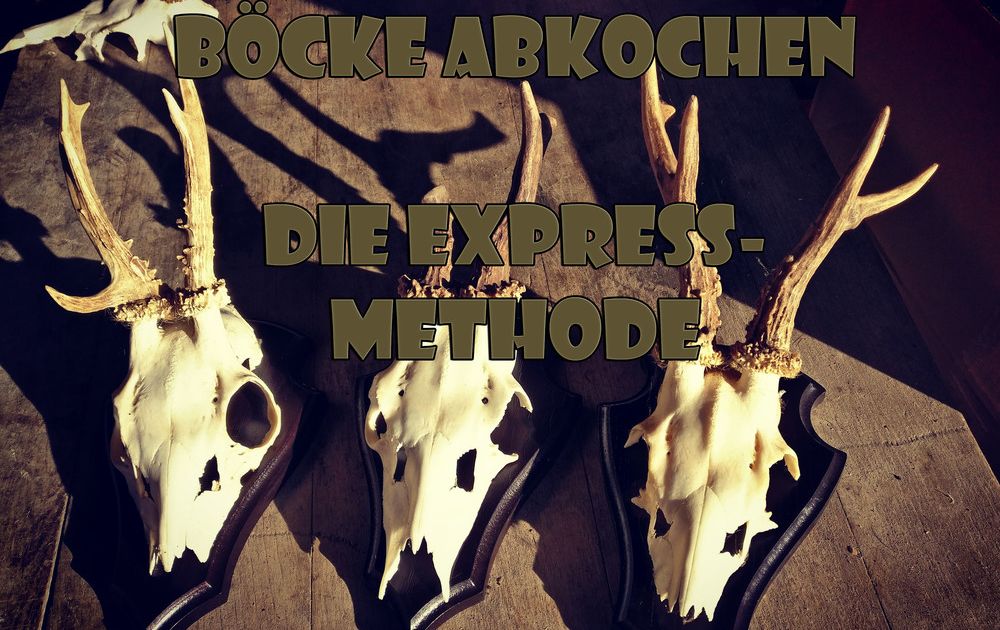 Böcke abkochen - Die Express-Methode - Böcke abkochen - Die Express-Methode