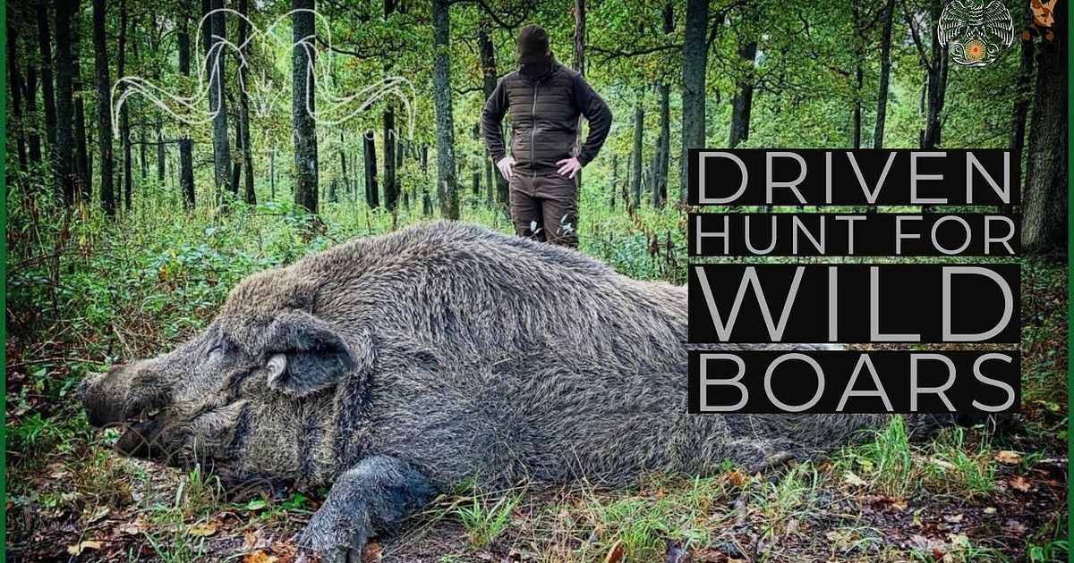 Driven Hunt for wild boars - Driven Hunt for wild boars