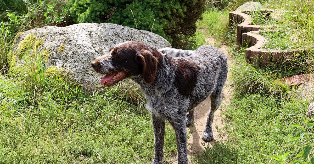 Breed Profile: German Wirehaired Pointer - Gunfinder