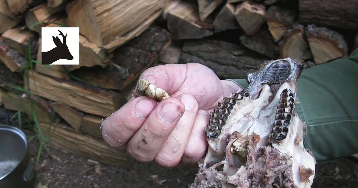 Nasal bot fly infestation in roe deer - Larwy strzykacza sarniego ...