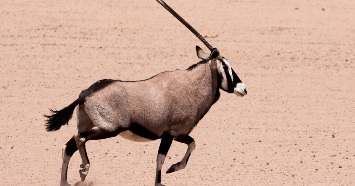 Caliber .404 Jeffery - Gunfinder