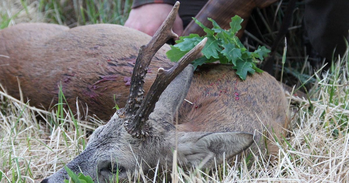 Rößler Titan 6 Testbericht - Rößler Titan 6 Testbericht