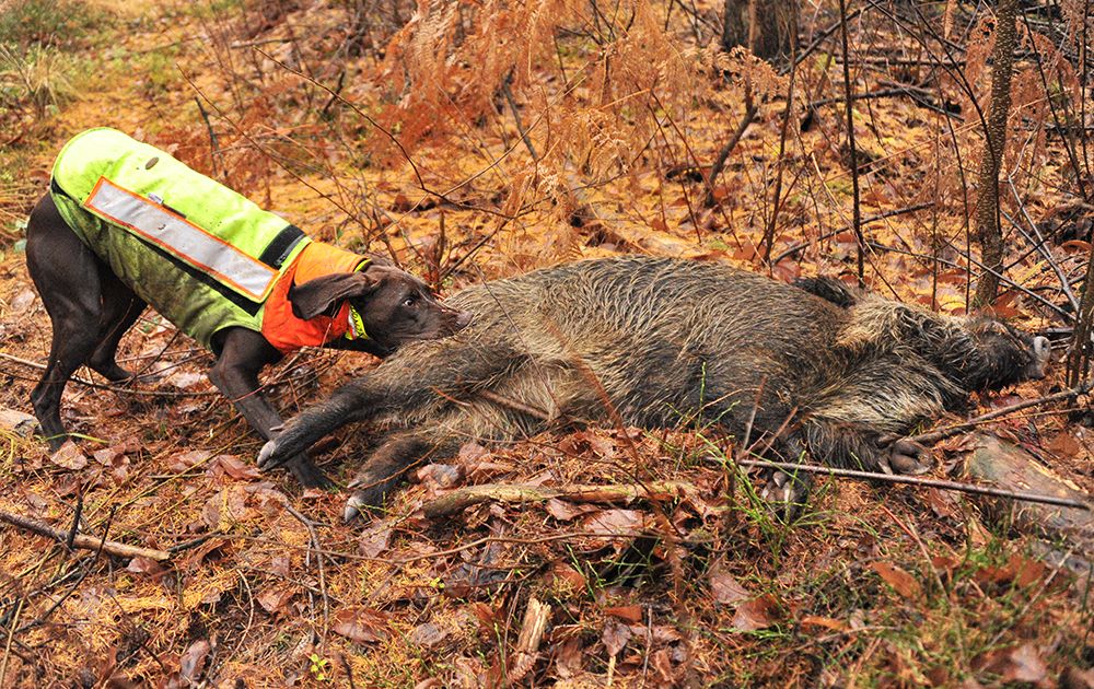 Jagdhunde - Jagdhunde