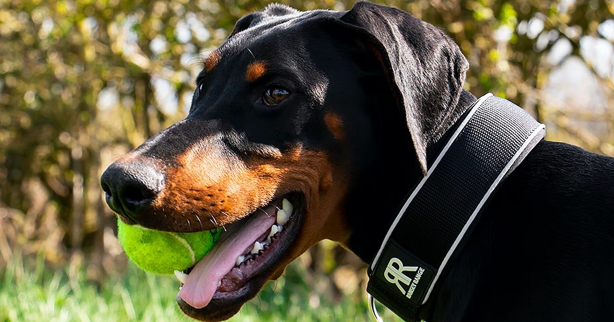Dobermann - die wichtigsten Infos zur Hunderasse - Gunfinder