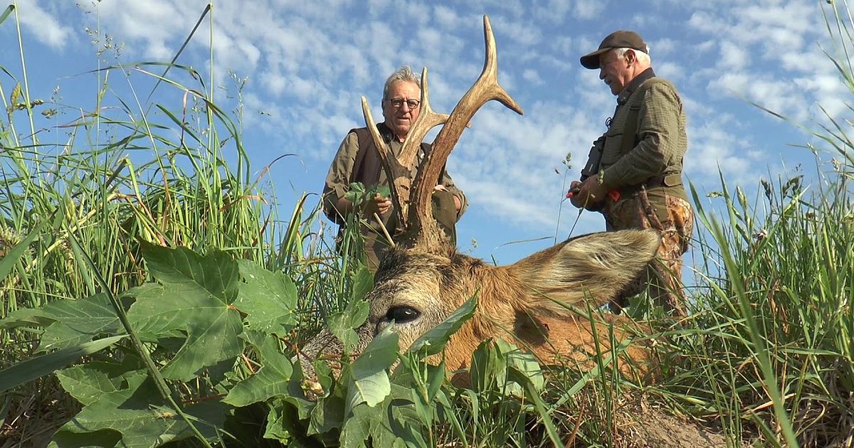 Abnormer Bock wird gestreckt! Anomalous roe buck killed! - Abnormer ...
