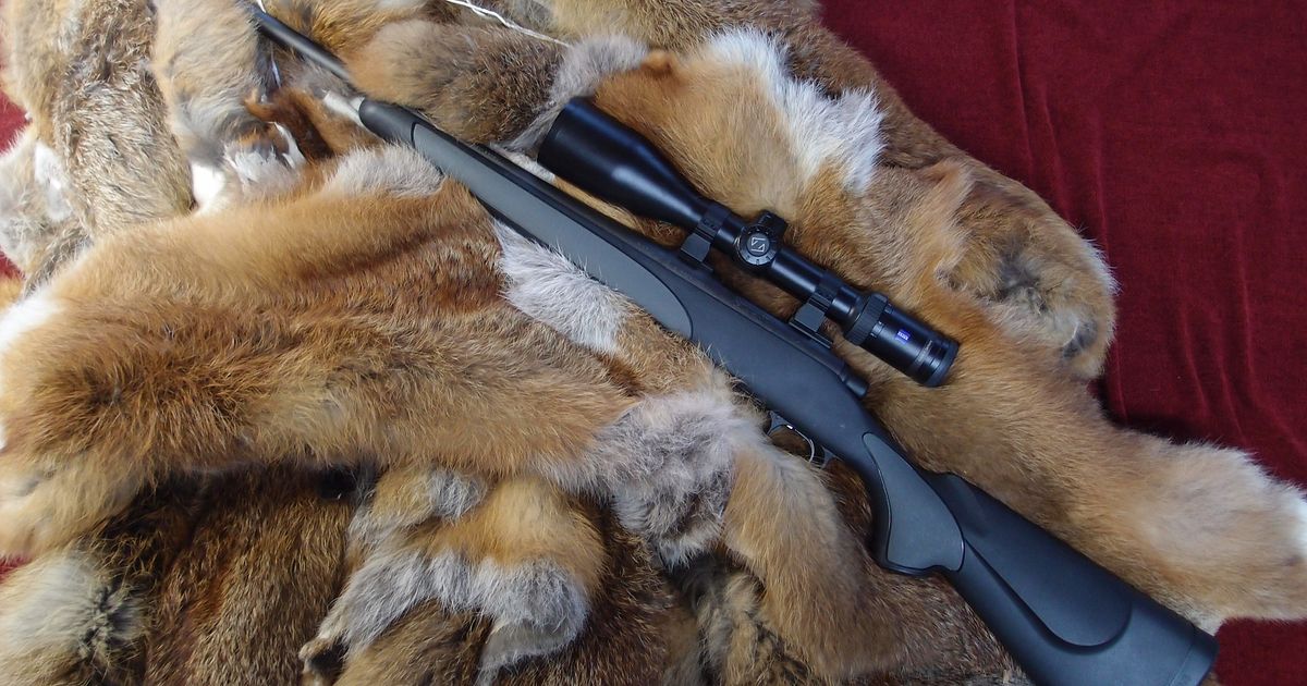 Die ultimative Fuchsbüchse - Remington 700 in .17 Rem Fireball mit ...