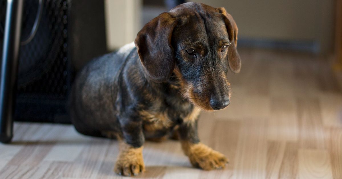 The Dachshund - the Secret All-Round Hunter - Gunfinder