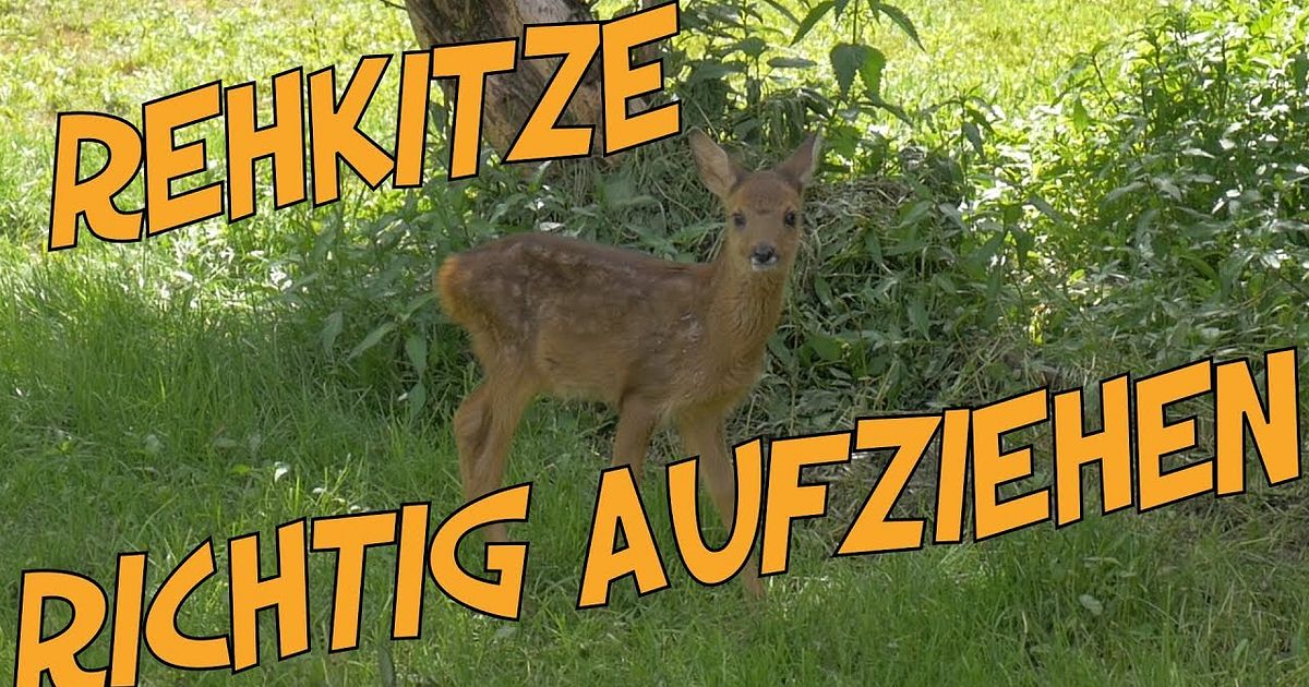 Rehkitze - Tipps und Anweisungen - Rehkitze - Tipps und Anweisungen