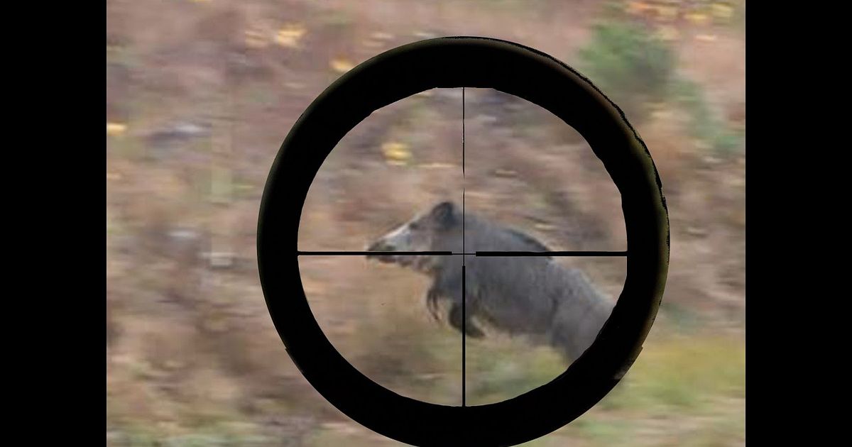 HIT SHOTS ONLY! How should you shoot- wild boar and red deer HUNTING ...