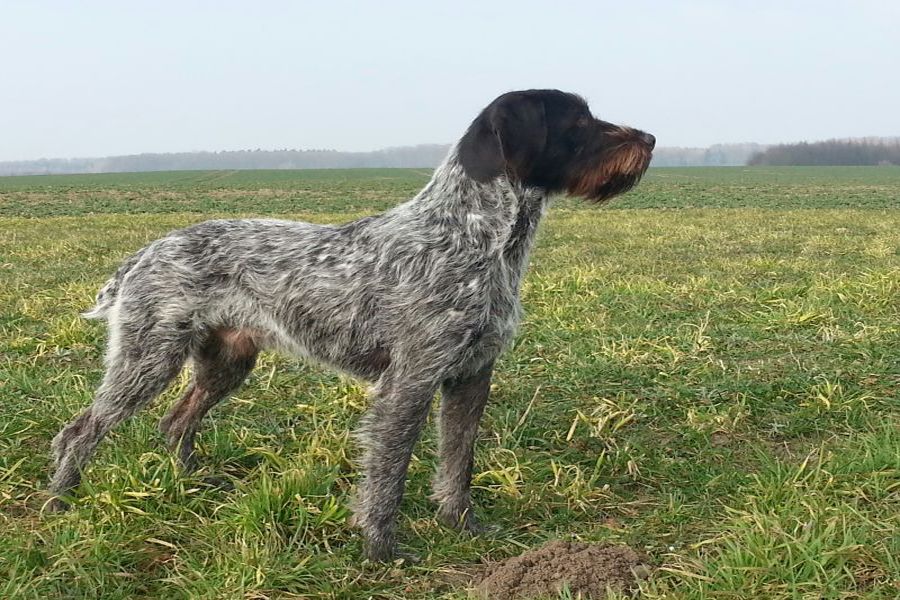 Breed Profile: German Wirehaired Pointer - Gunfinder