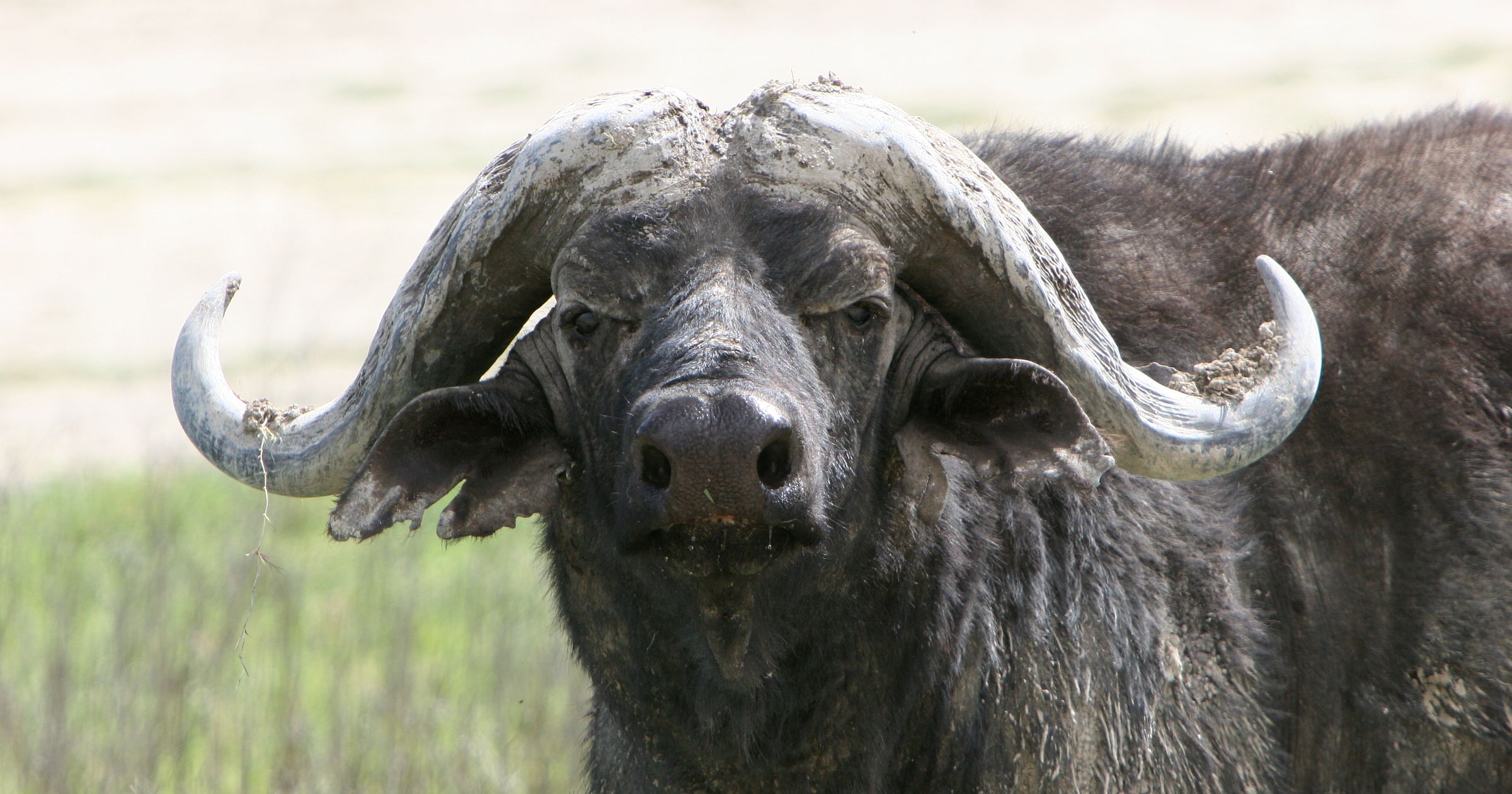 Interview mit William T. Warren - Gerade noch: Big Five in Ostafrika ...