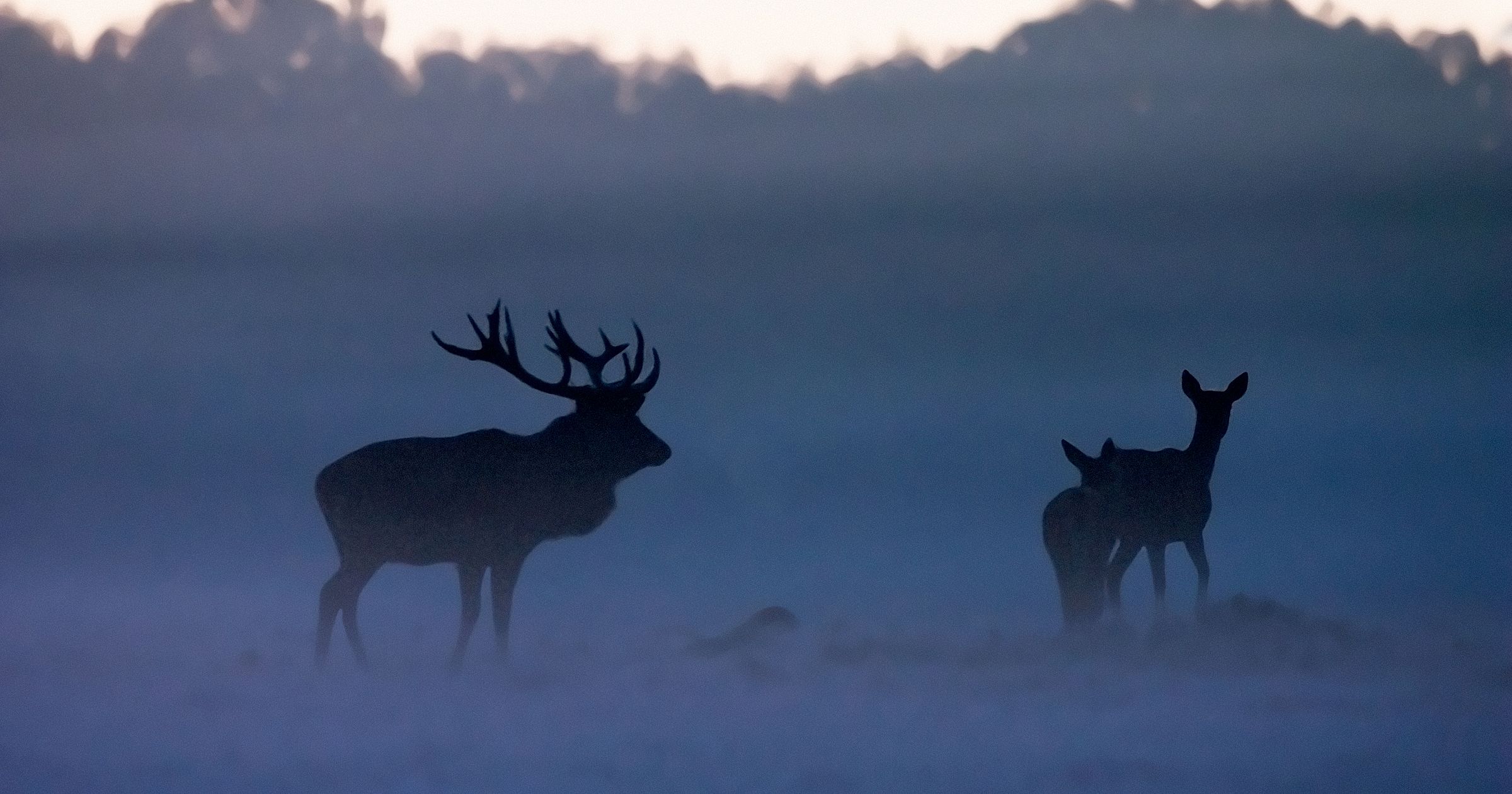 DEUTSCHLAND – Rotwildjagd in Deutschland - Jagdzeit
